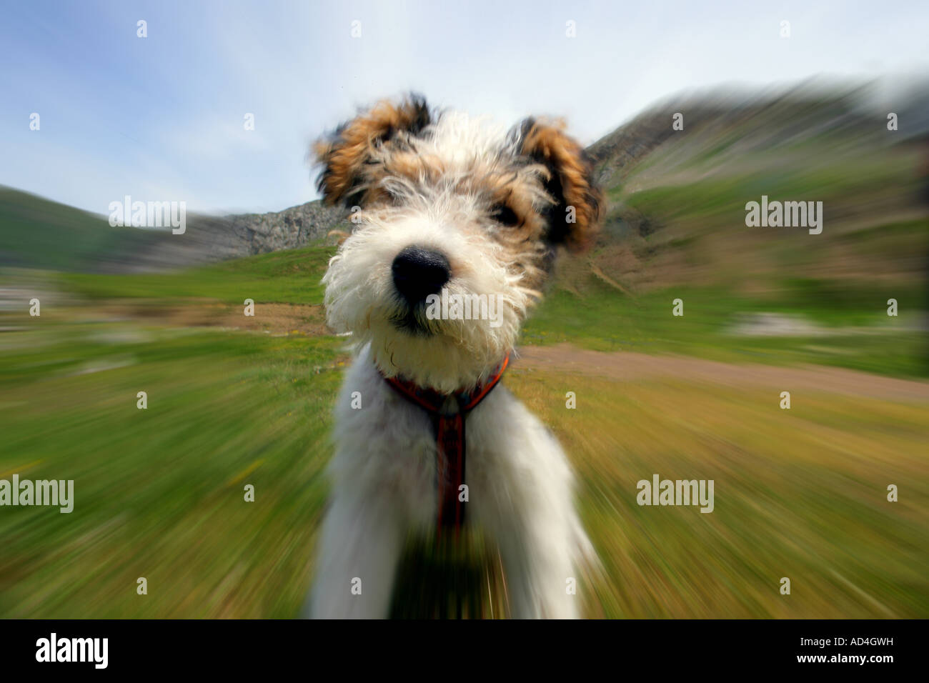 Wire Fox Terrier Stock Photo - Alamy