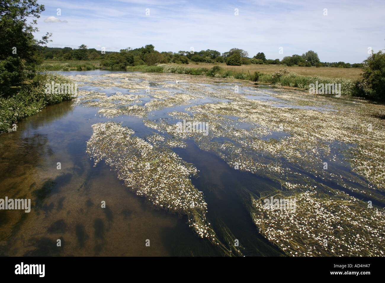 Water Crowfoot (Ranunculus aquatilis) on the River Avon, Breamore ...