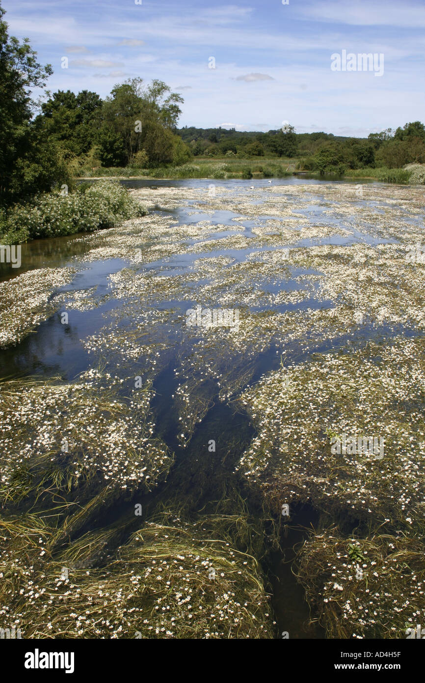 Water Crowfoot (Ranunculus aquatilis) on the River Avon, Breamore ...