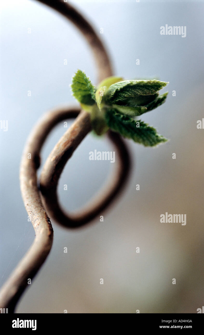 Hazel stem hi-res stock photography and images - Alamy