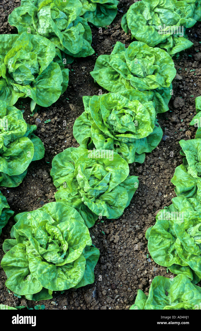 lettuce butter head Stock Photo - Alamy
