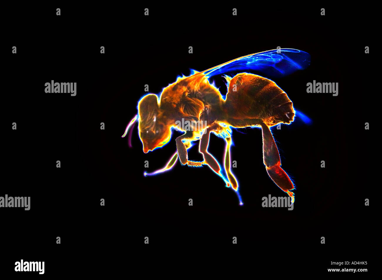 Colorized Honey Bee Stock Photo - Alamy