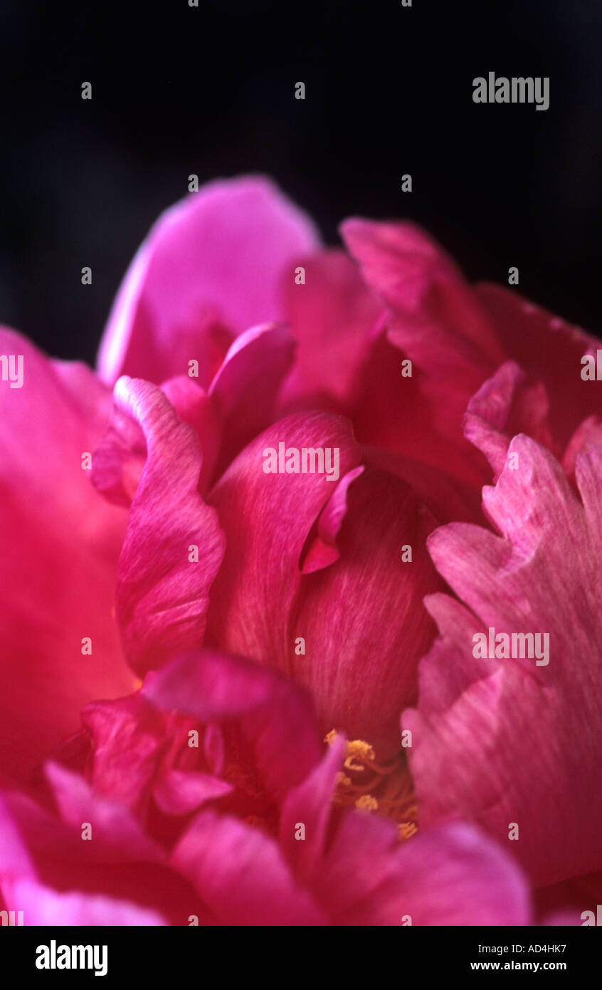 Paeonia genus hi-res stock photography and images - Alamy