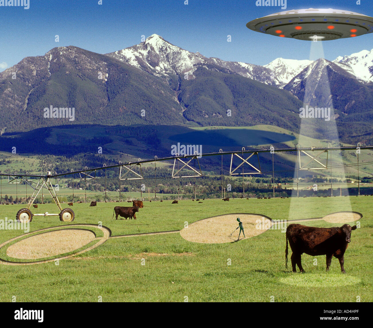 Ufo Abduction Cow