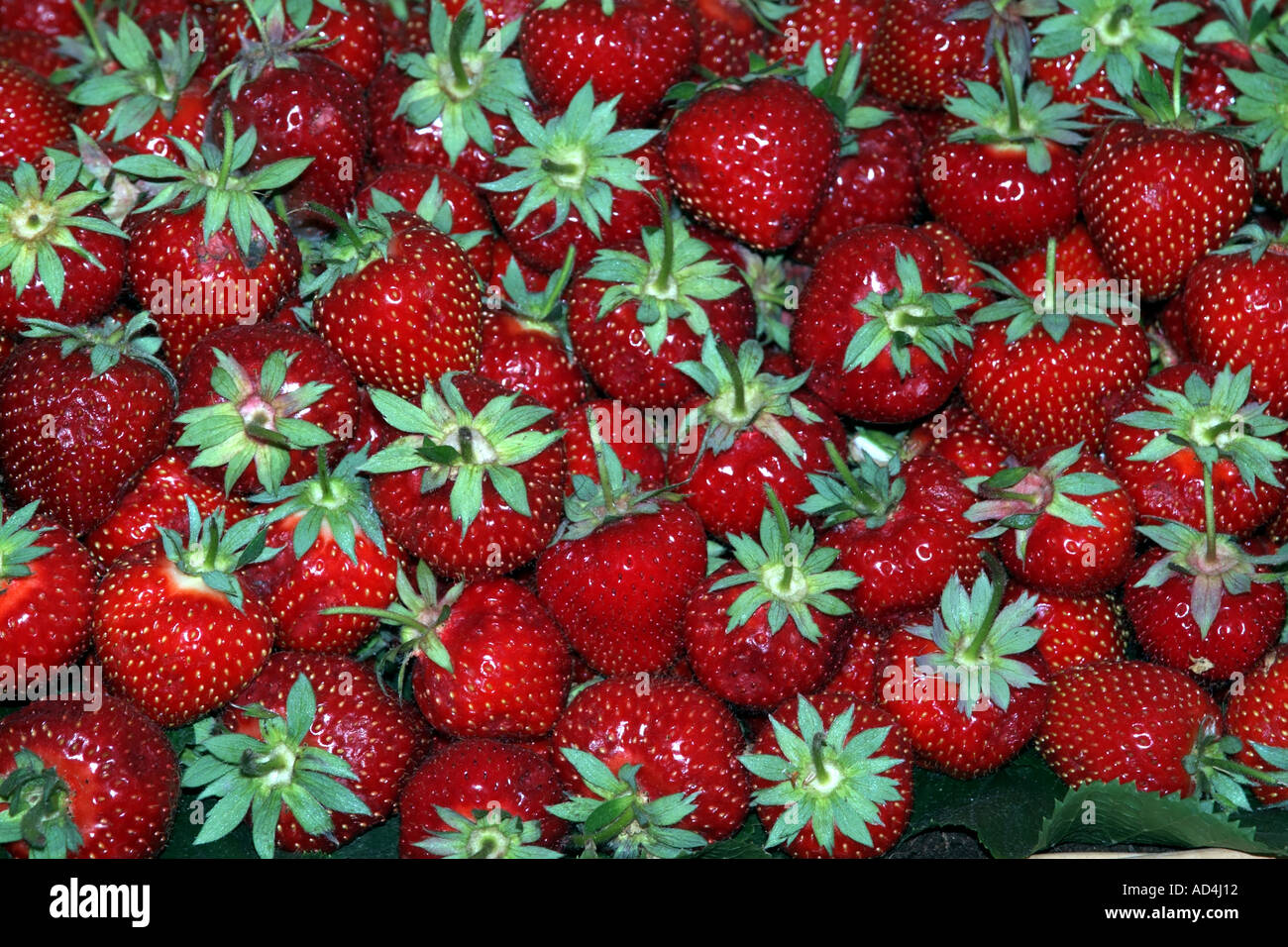 English strawberry hi-res stock photography and images - Alamy