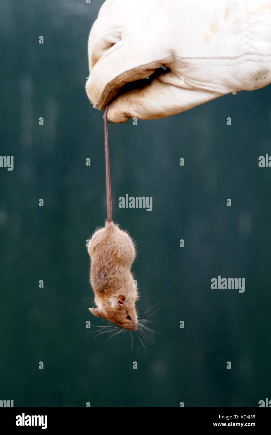 Gloved hand holding mouse hi-res stock photography and images - Alamy