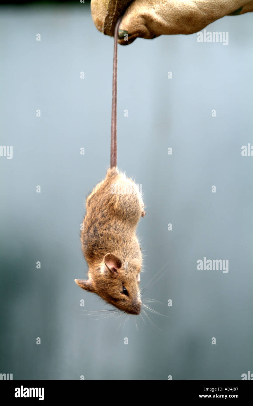 Gloved hand holding mouse hi-res stock photography and images - Alamy