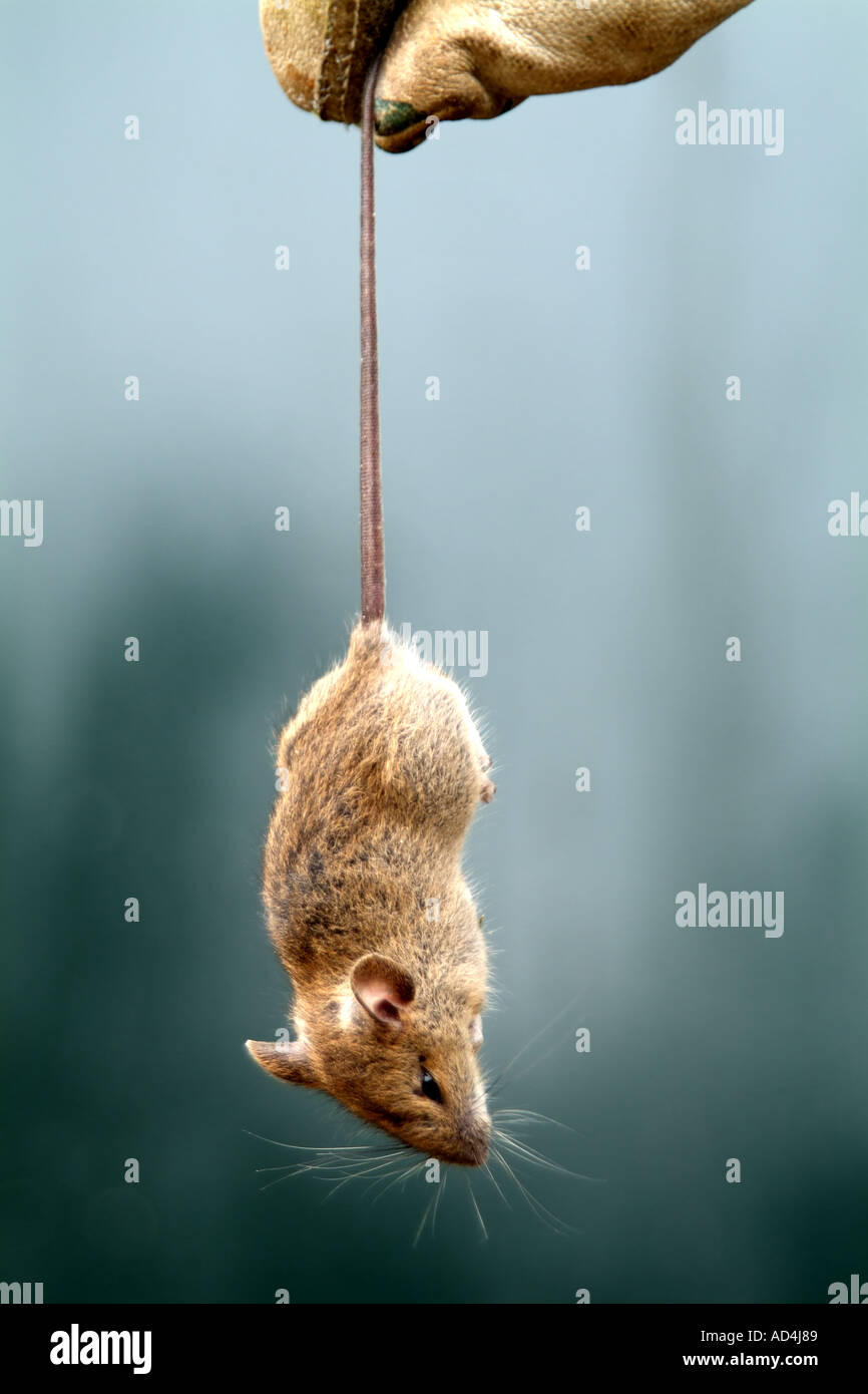 Gloved hand holding a dead mouse Stock Photo - Alamy