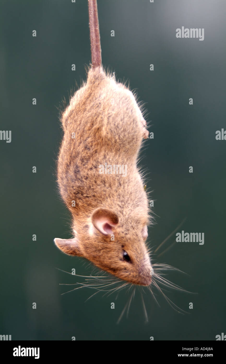 Fieldmouse hi-res stock photography and images - Alamy