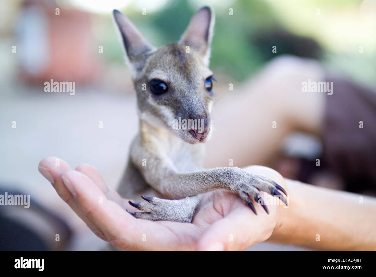 A person holding a Joey Stock Photo - Alamy