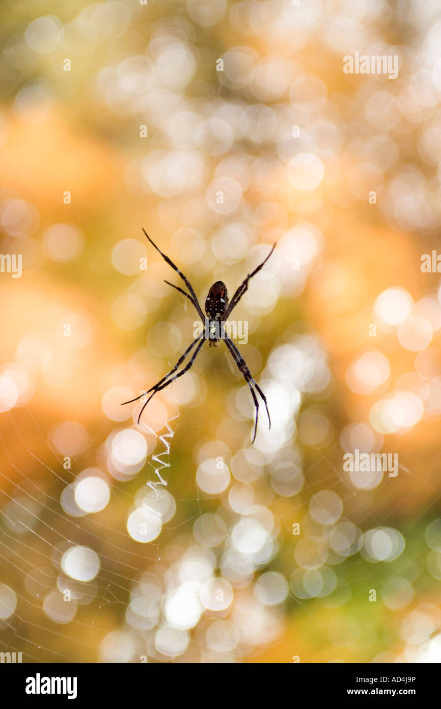 Cobweb hi-res stock photography and images - Alamy