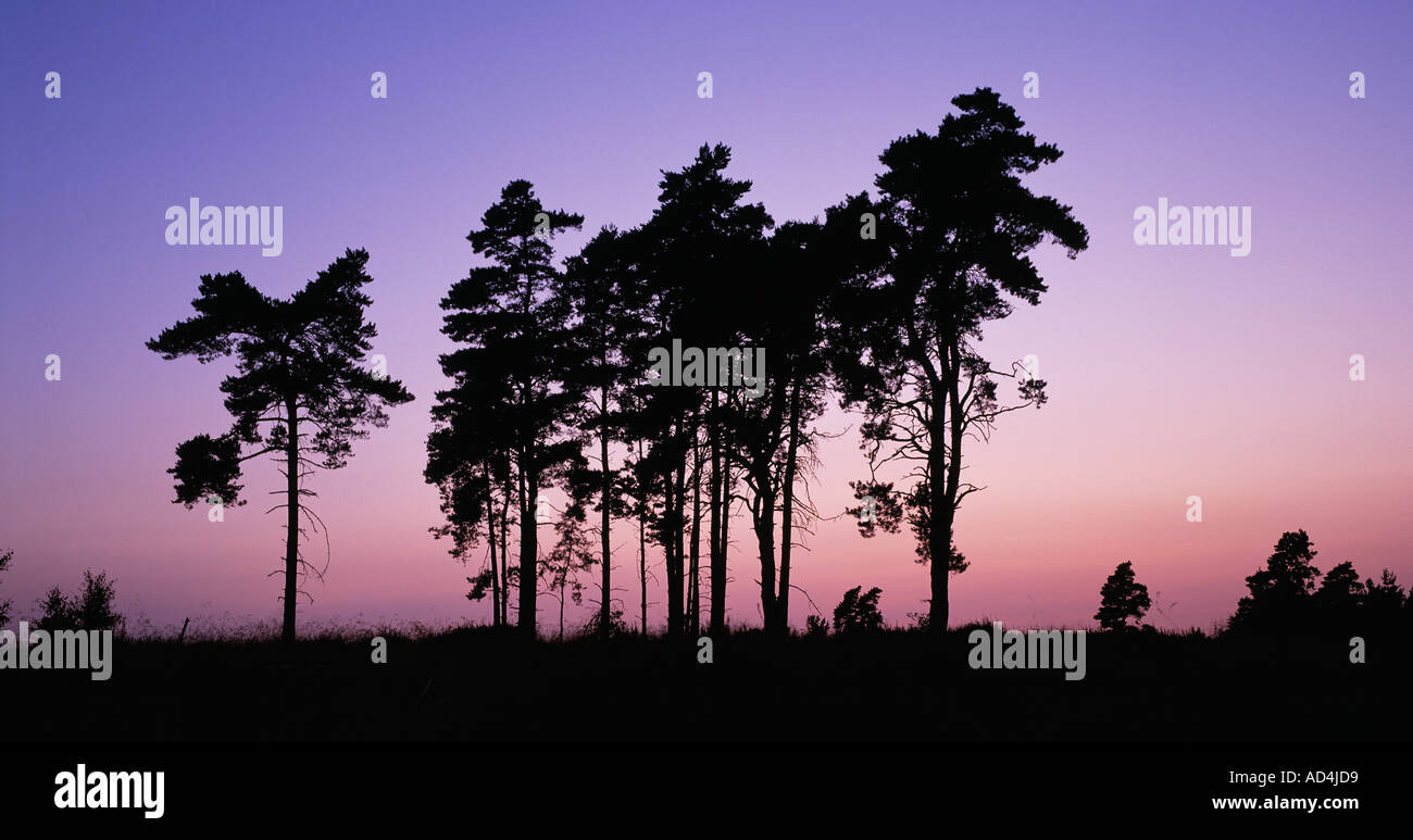 Thursley common National Nature Reserve, Surrey Heathland, Surrey ...