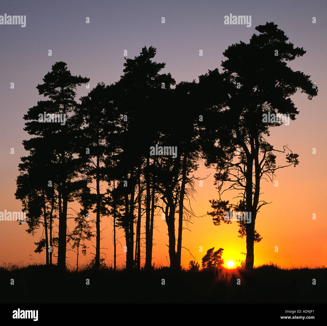 Thursley common National Nature Reserve, Surrey Heathland, Surrey ...