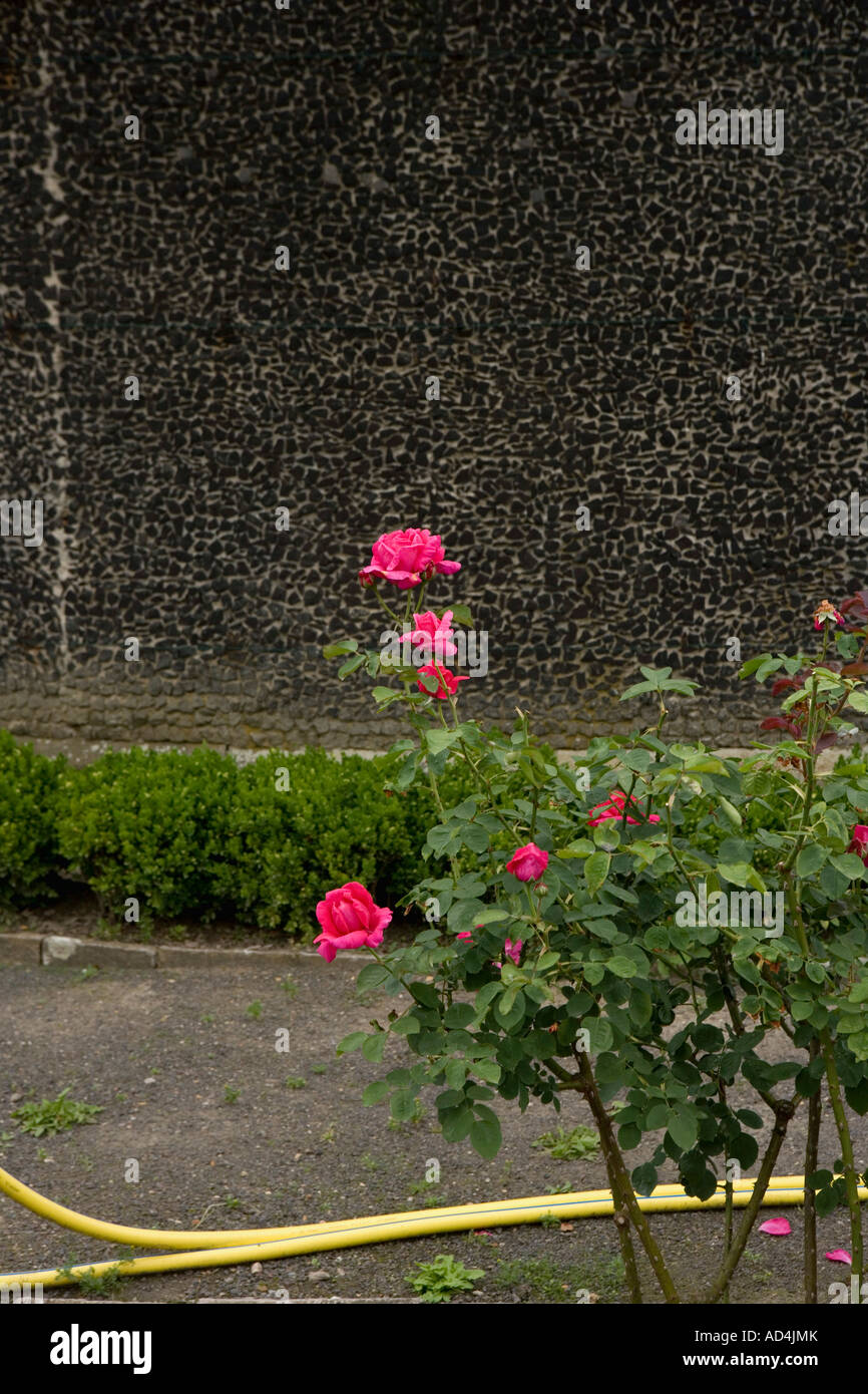Pipe rose hi-res stock photography and images - Alamy