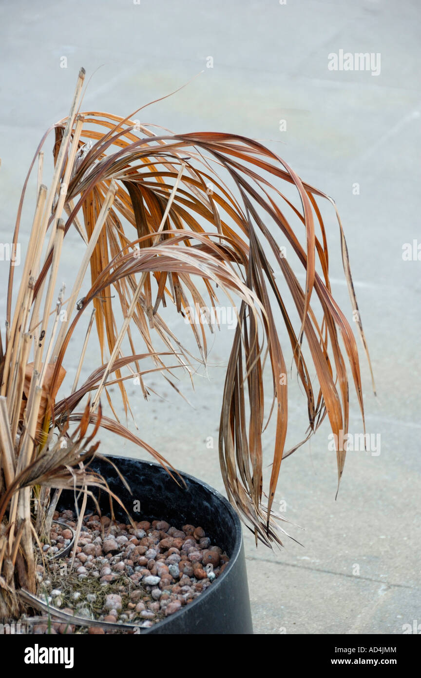 Sere potted plant Stock Photo - Alamy