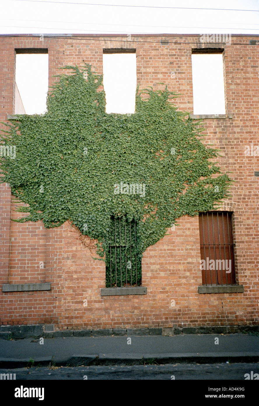 Ivy growing on the facade of a building Stock Photo - Alamy
