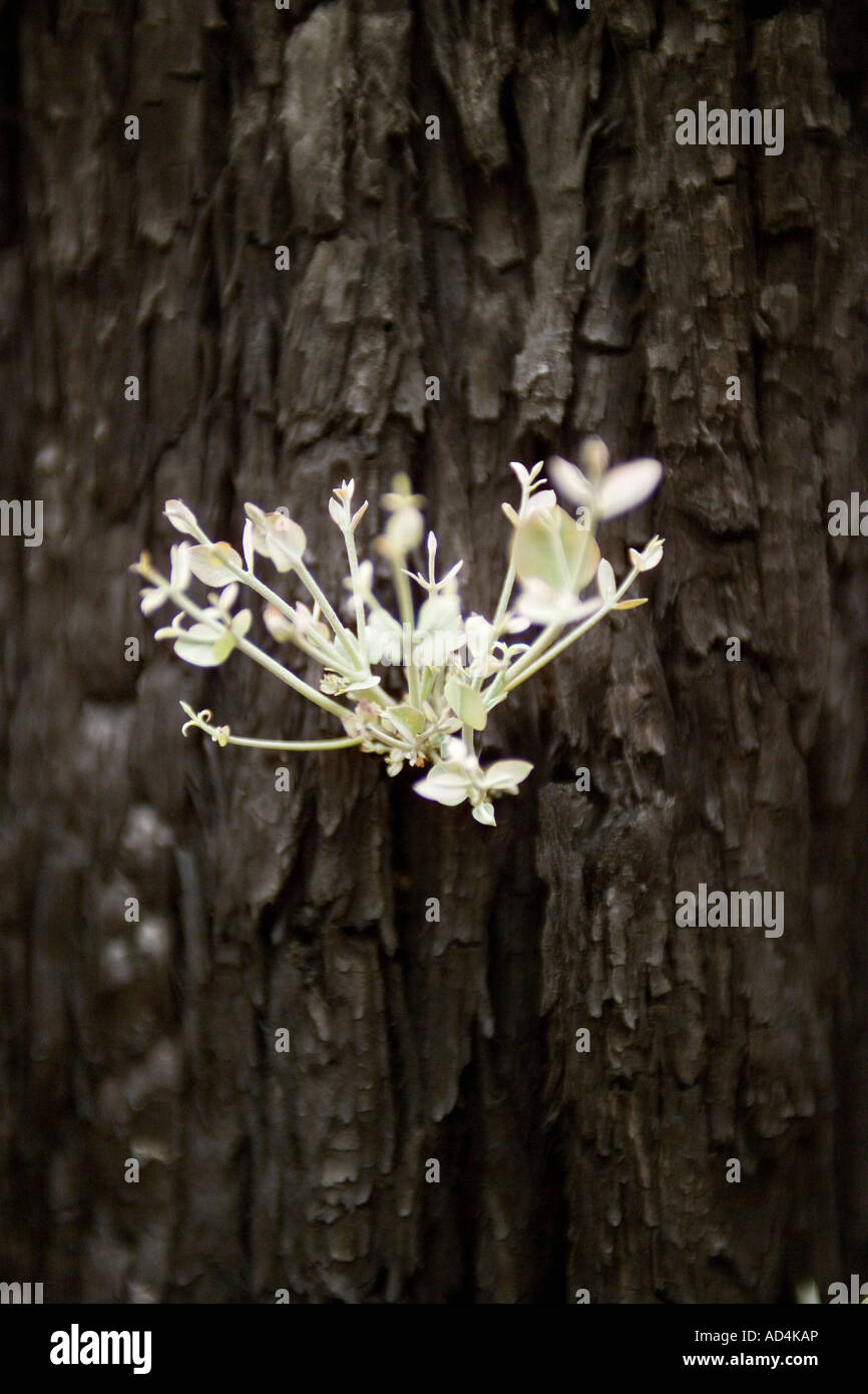 New shoot growing from tree hi-res stock photography and images - Alamy