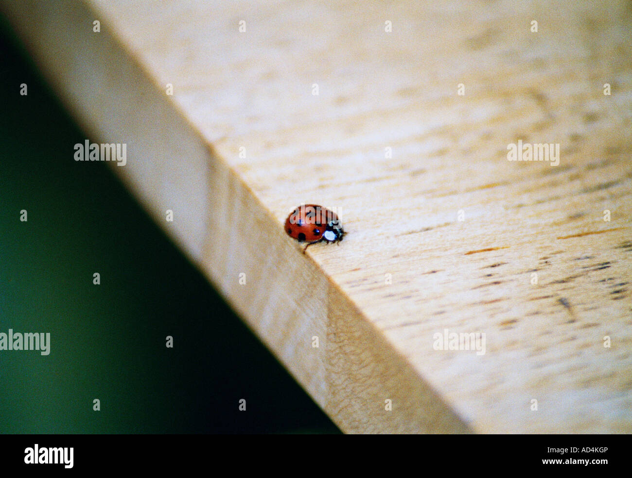 A ladybird (Coccinellidae) on a wooden bench Stock Photo - Alamy