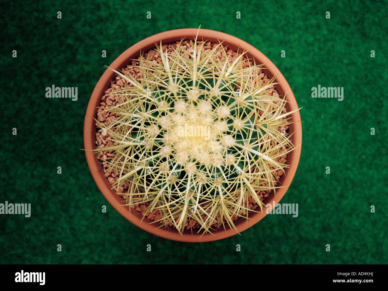 A potted cactus from above Stock Photo - Alamy