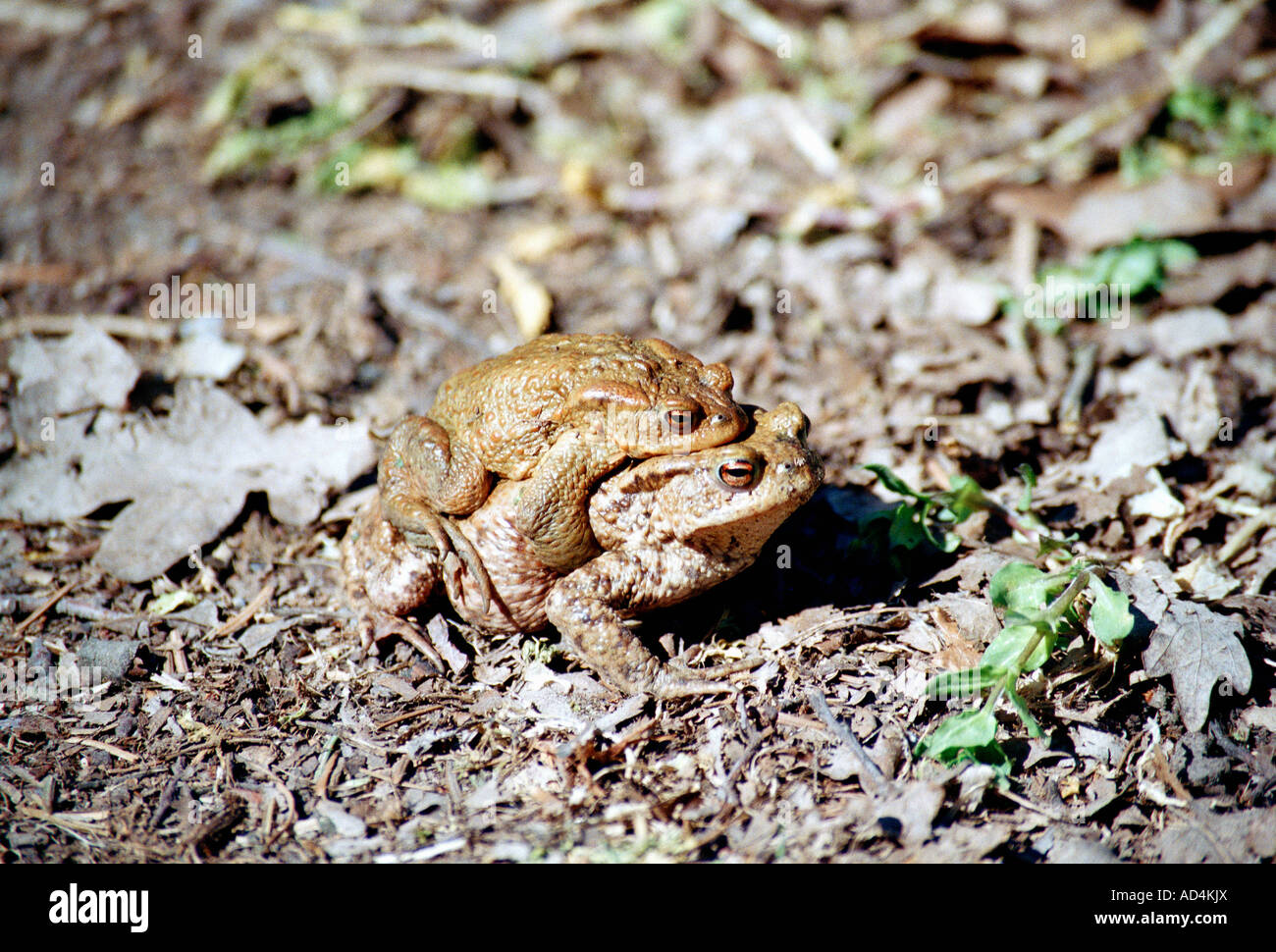 Mating toads hi-res stock photography and images - Alamy