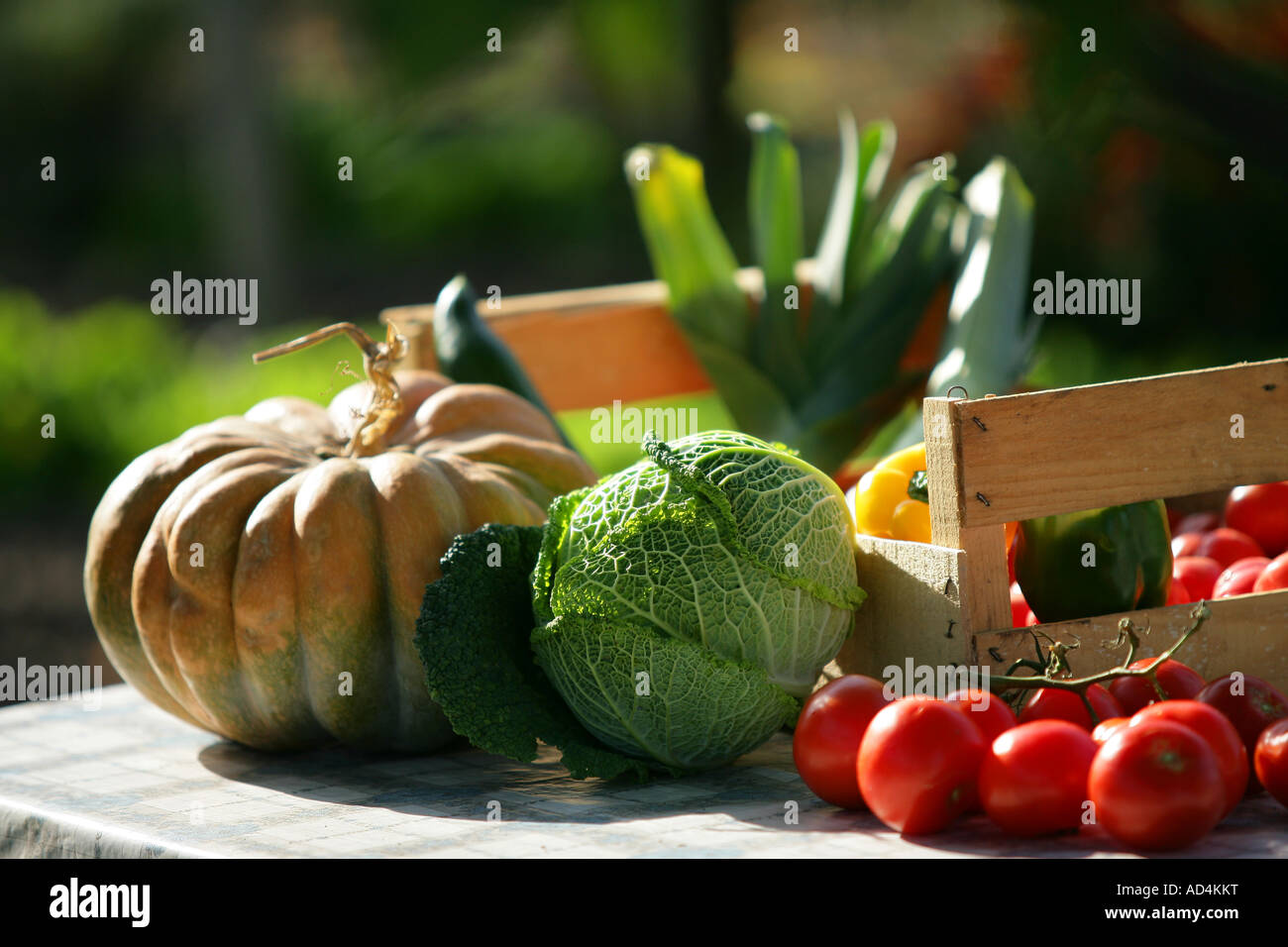 Potager vegetable tomato hi-res stock photography and images - Alamy
