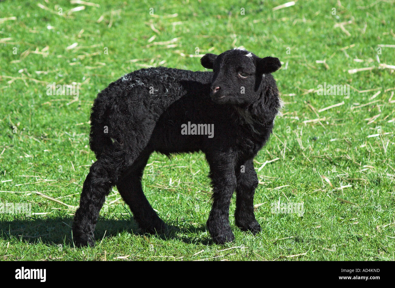 A day old lamb on a farm in Langdale in England's Lake District Stock ...
