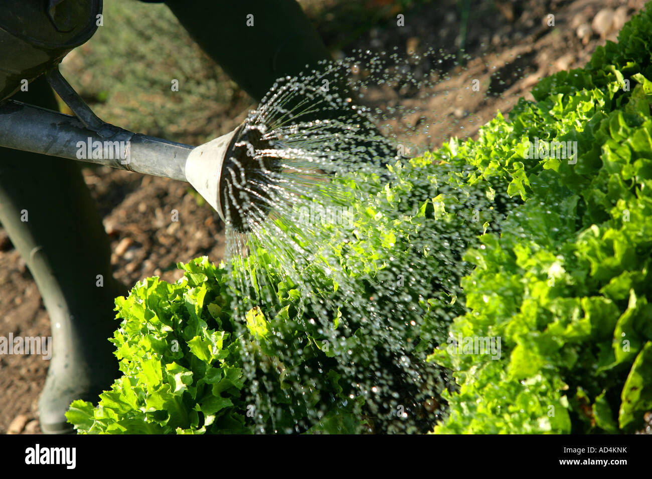 Worker watering plants Stock Photo - Alamy
