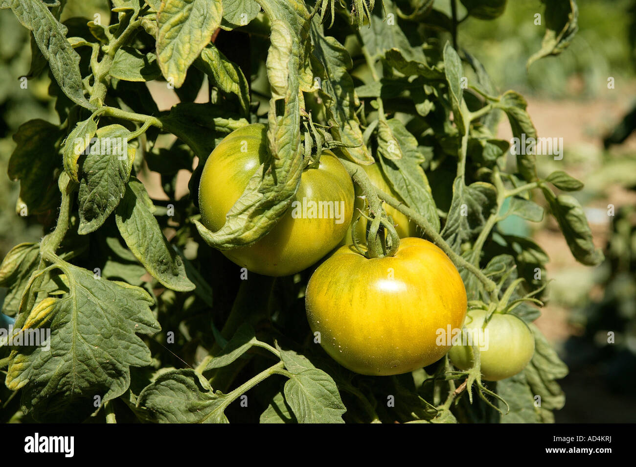 Potager vegetable tomato hi-res stock photography and images - Alamy