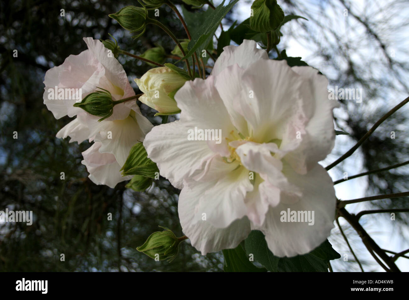 Ade 331 "Rose of Sharon",Hibiscus (Hibiscus syriacus Stock Photo - Alamy