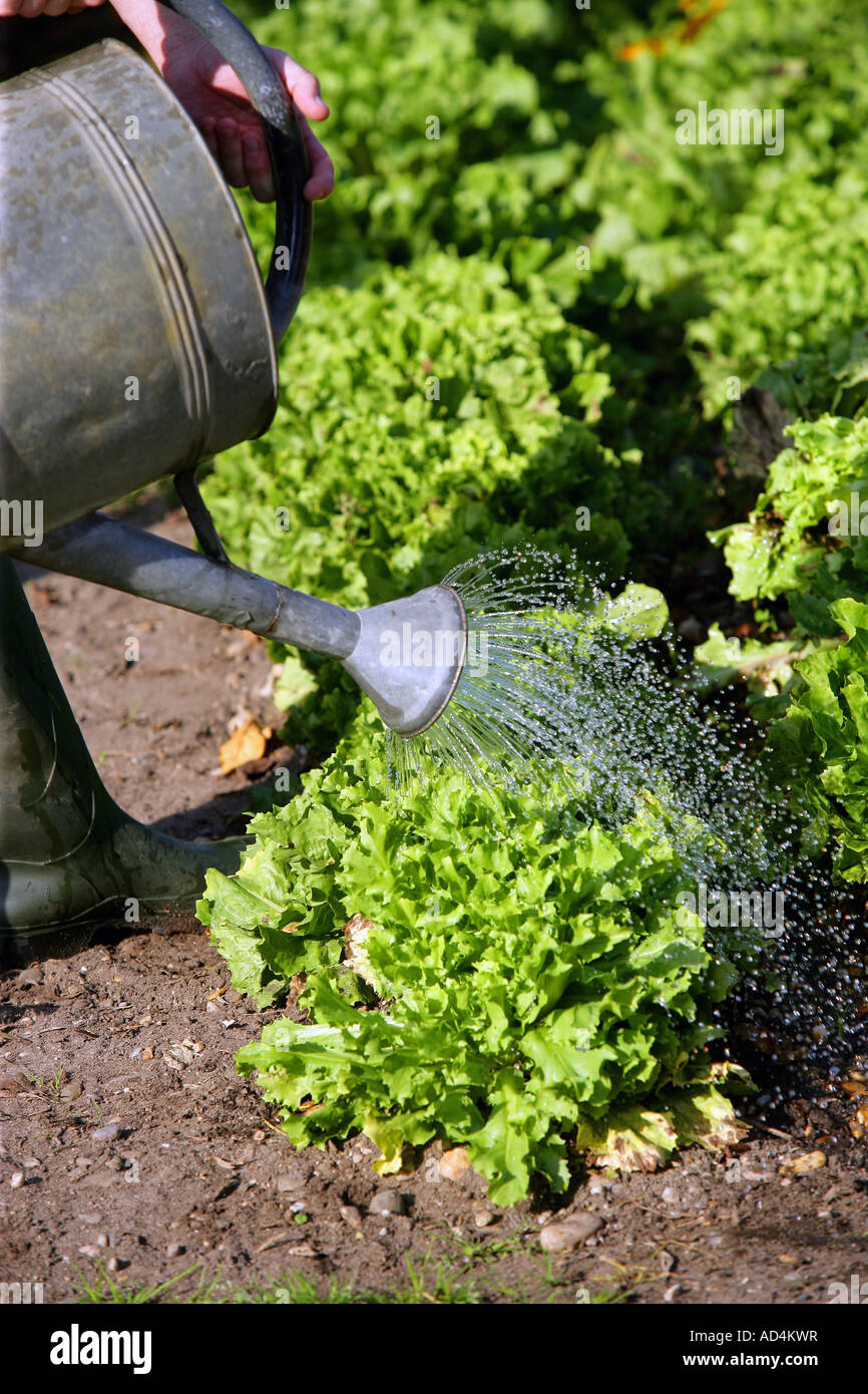 Worker watering plants Stock Photo - Alamy