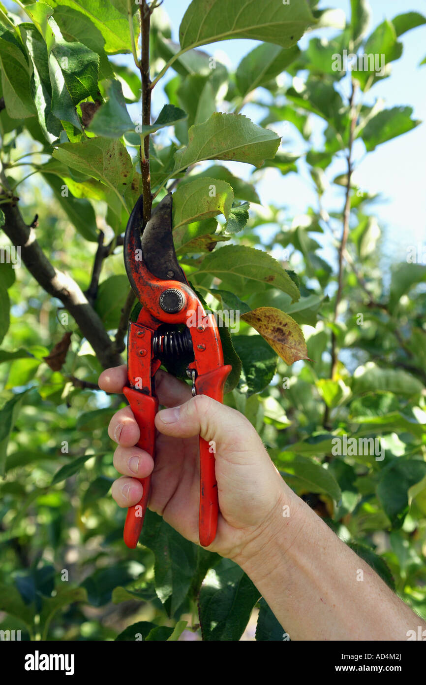 Worker cutting a branch Stock Photo - Alamy