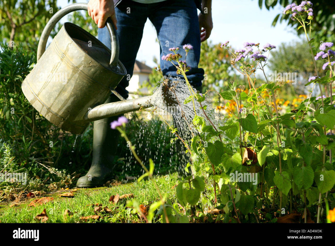 Worker watering plants Stock Photo - Alamy