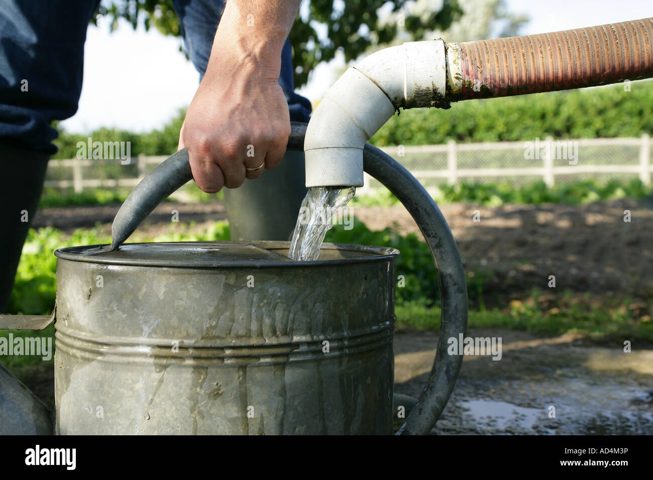 Worker filling up a watering pot Stock Photo - Alamy