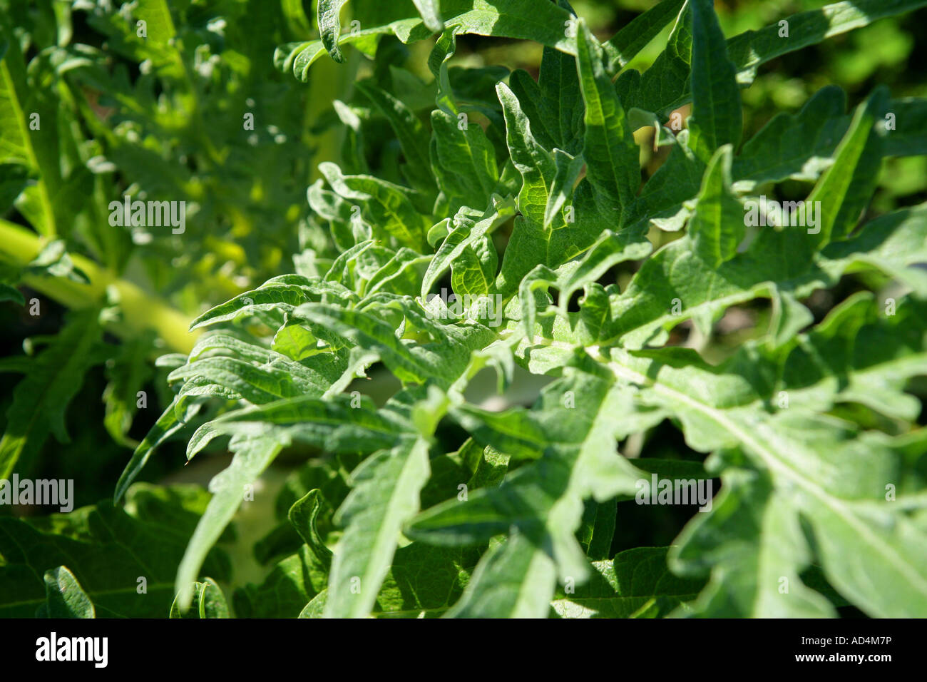 Green zucchini plant nice hi-res stock photography and images - Alamy
