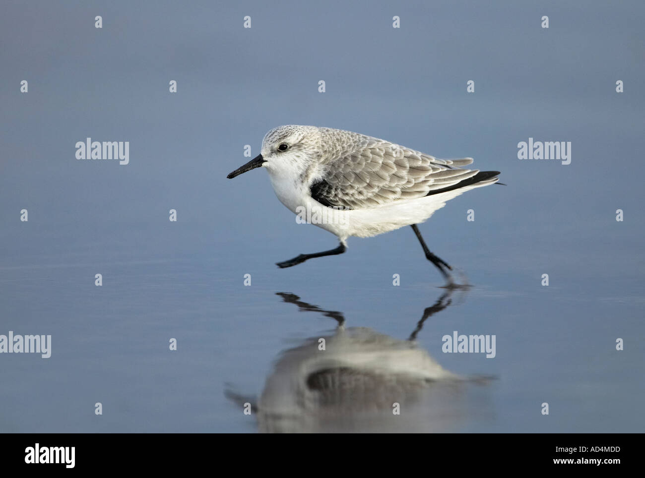 Sanderling (Calidris alba Stock Photo - Alamy