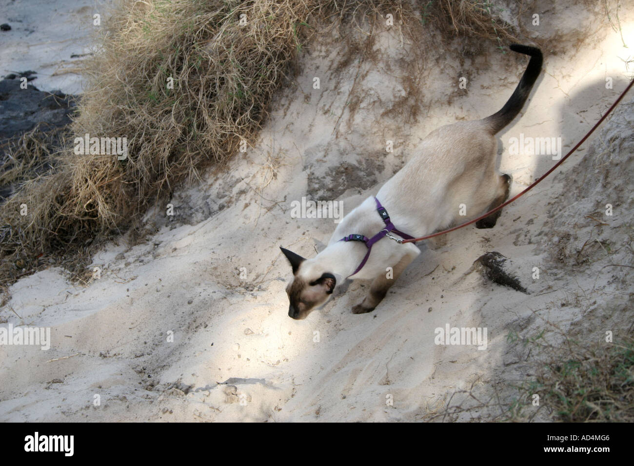 Daring cat hi-res stock photography and images - Alamy