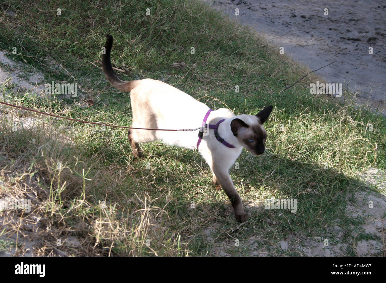 Siamese cat on leash hi-res stock photography and images - Alamy