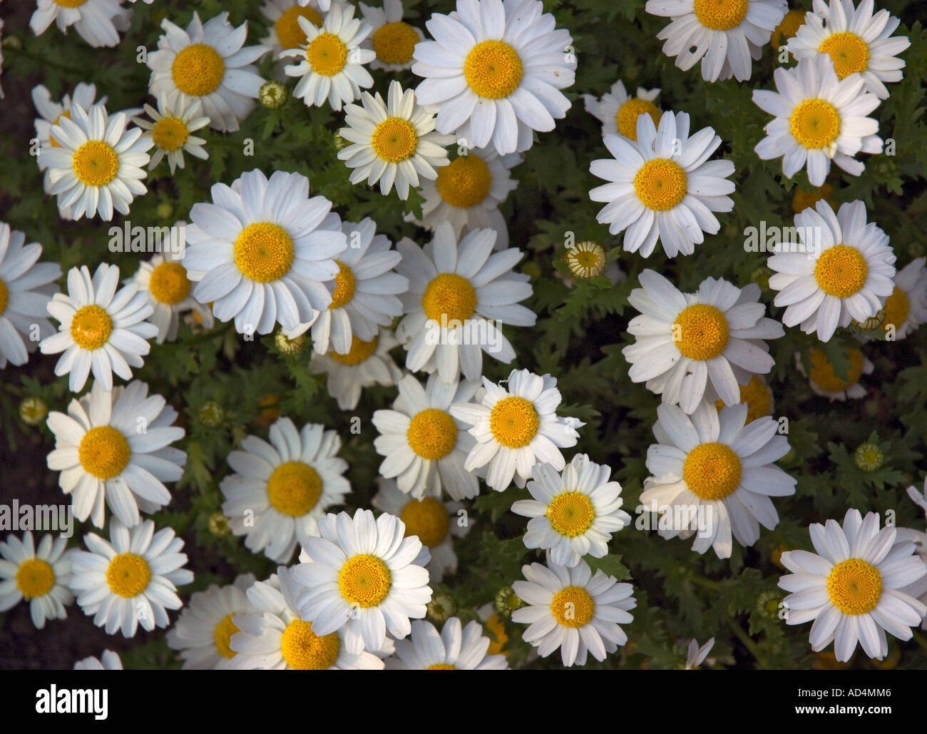 A group of flower hi-res stock photography and images - Alamy