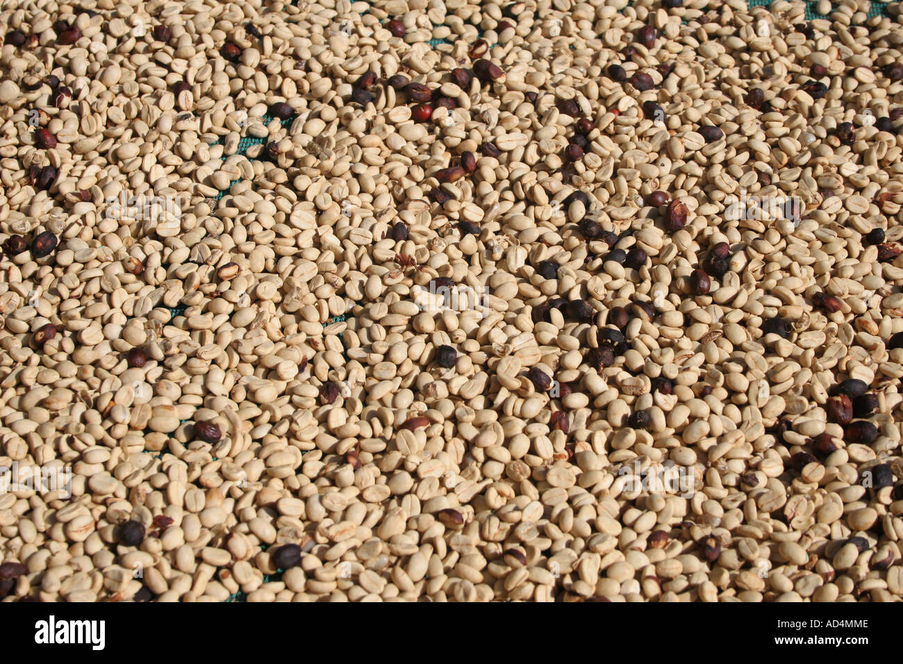 Sun drying coffee beans roasting hi-res stock photography and images ...