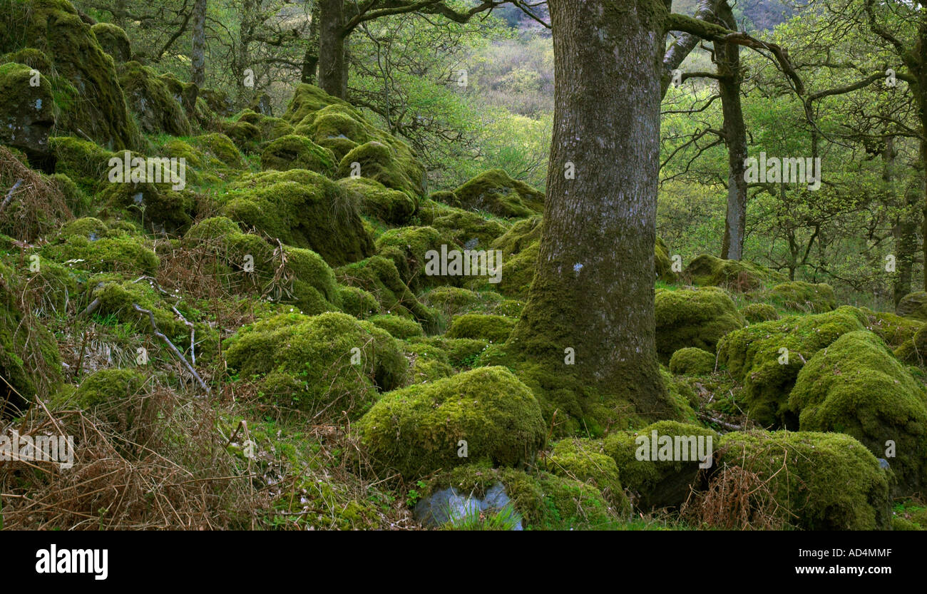 Green mossy woodland in wales hi-res stock photography and images - Alamy