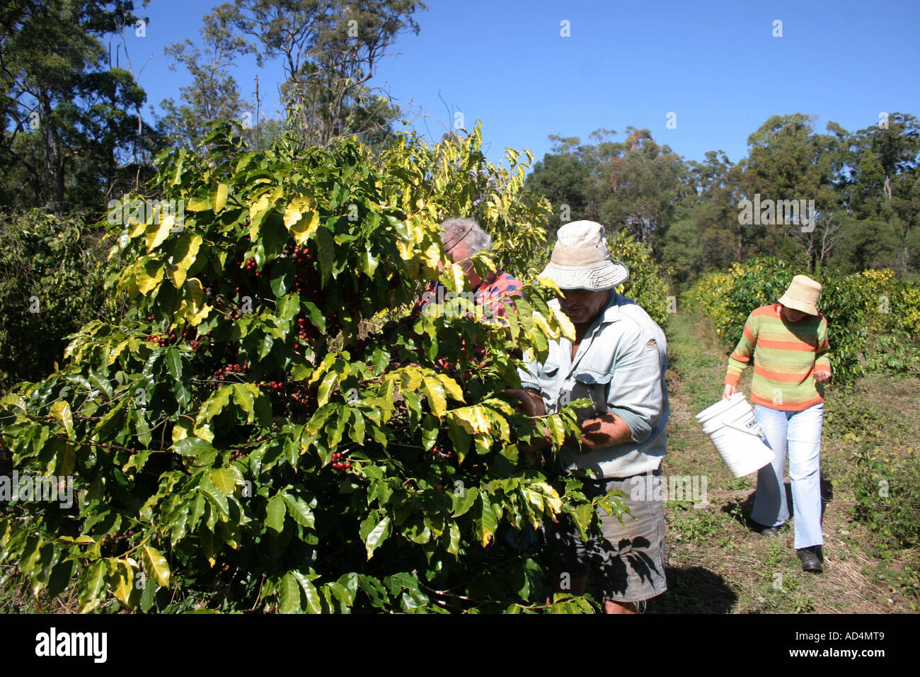 Ade 270 Australian Coffee Plantation Stock Photo Alamy