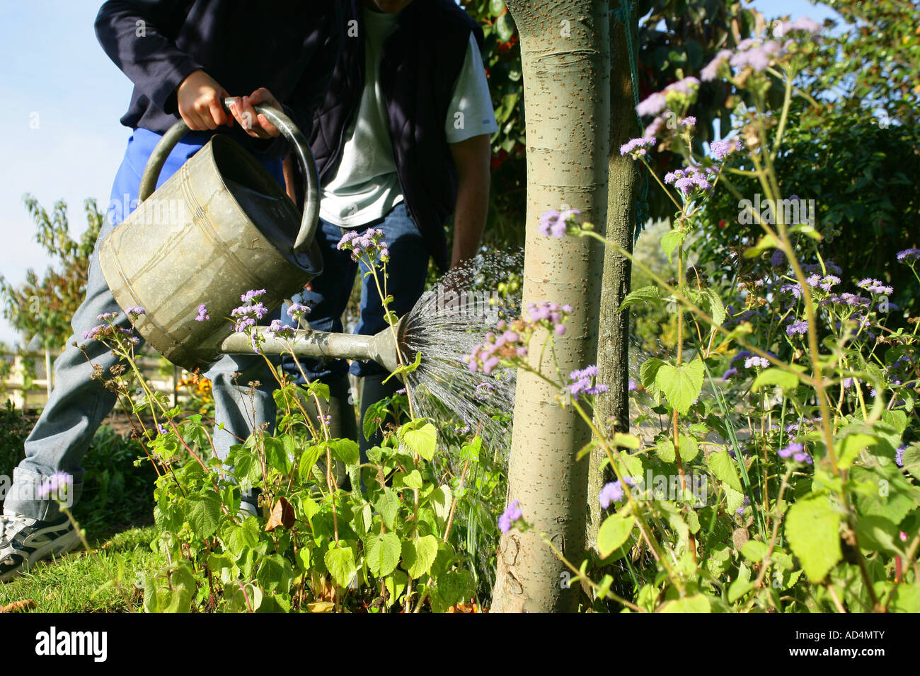 Worker watering plants Stock Photo - Alamy