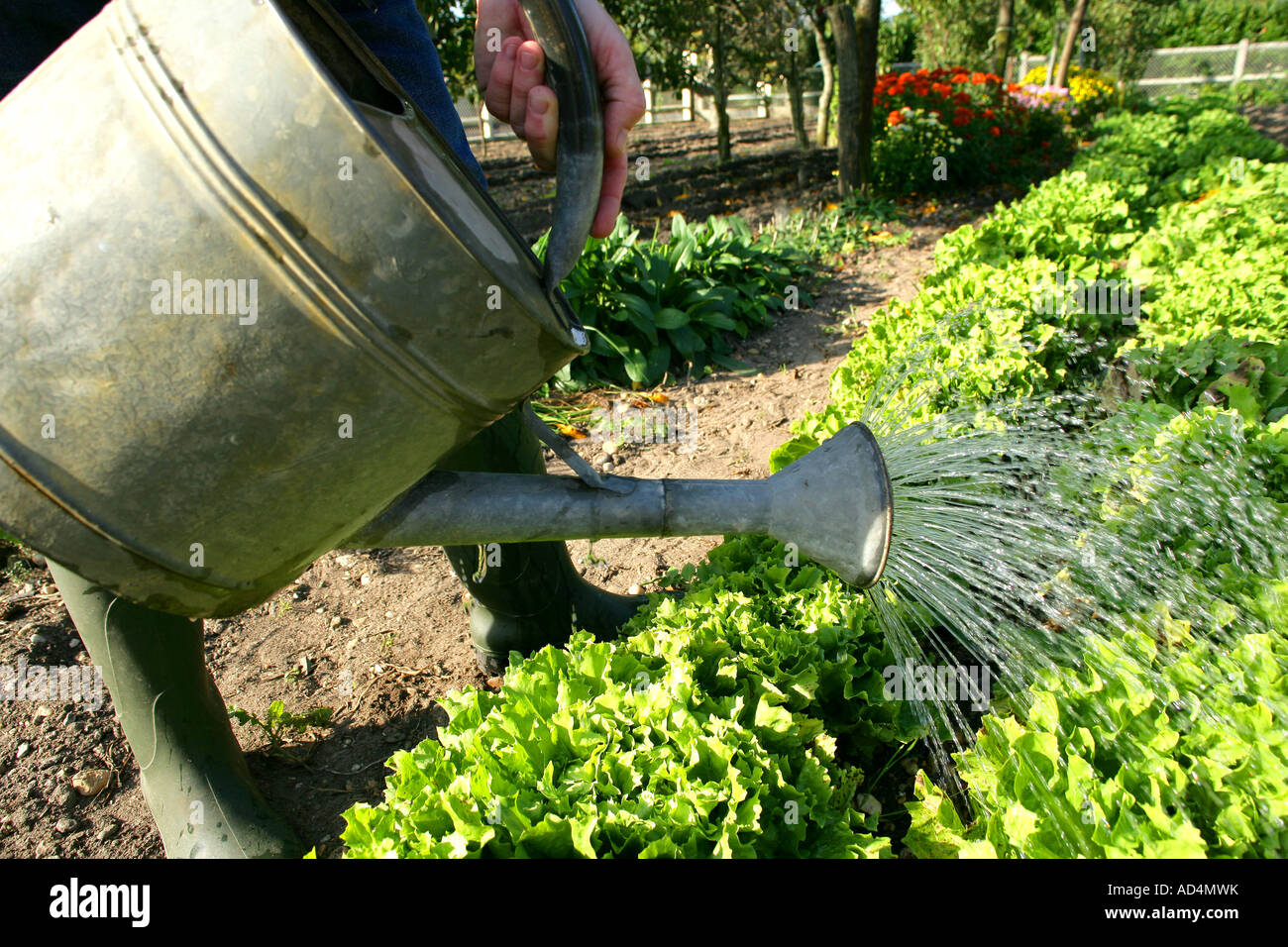 Worker watering plants Stock Photo - Alamy