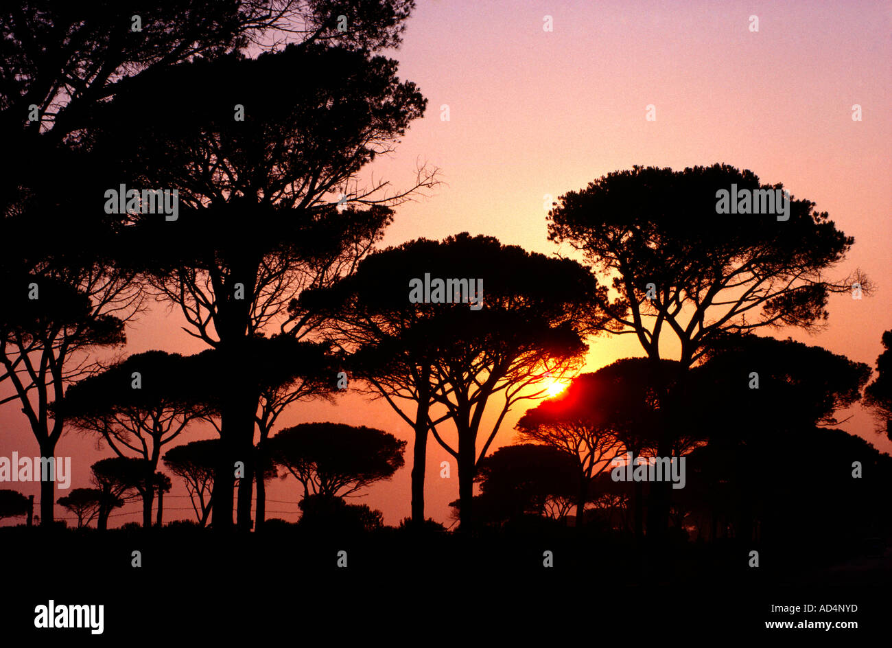 Tuscany Italy Sunset Behind Pine Trees Stock Photo - Alamy