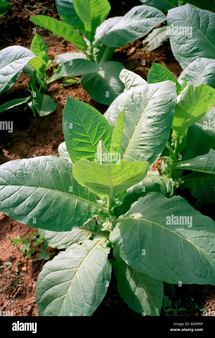 Tobacco crop agriculture vertical hi-res stock photography and images ...