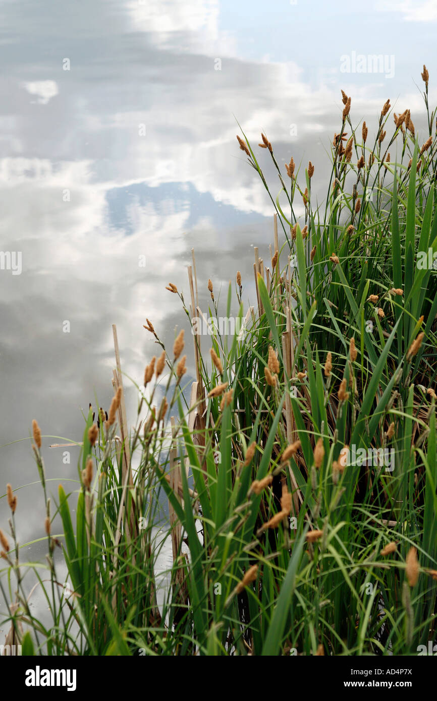 Reed edge hi-res stock photography and images - Alamy
