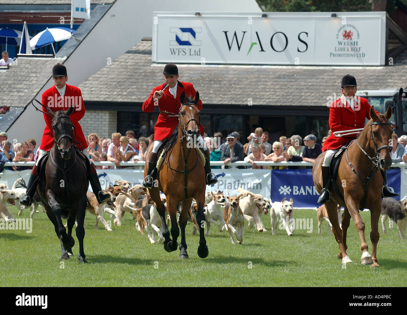 Welsh fox hounds hi-res stock photography and images - Alamy