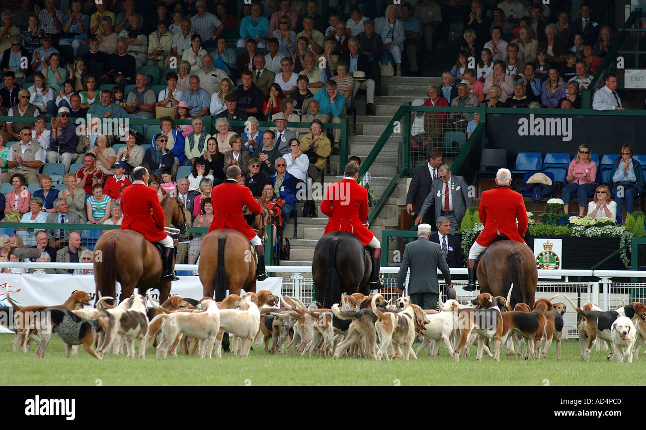 Welsh fox hound hi-res stock photography and images - Alamy