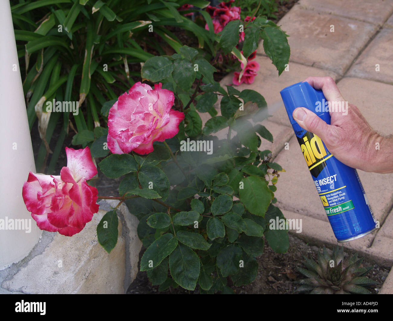 Raid Insecticide High Resolution Stock Photography and Images - Alamy