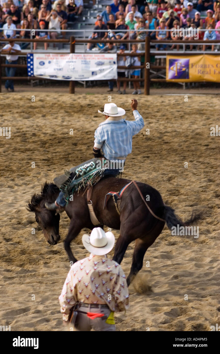 Rodeo arena bulls hi-res stock photography and images - Alamy